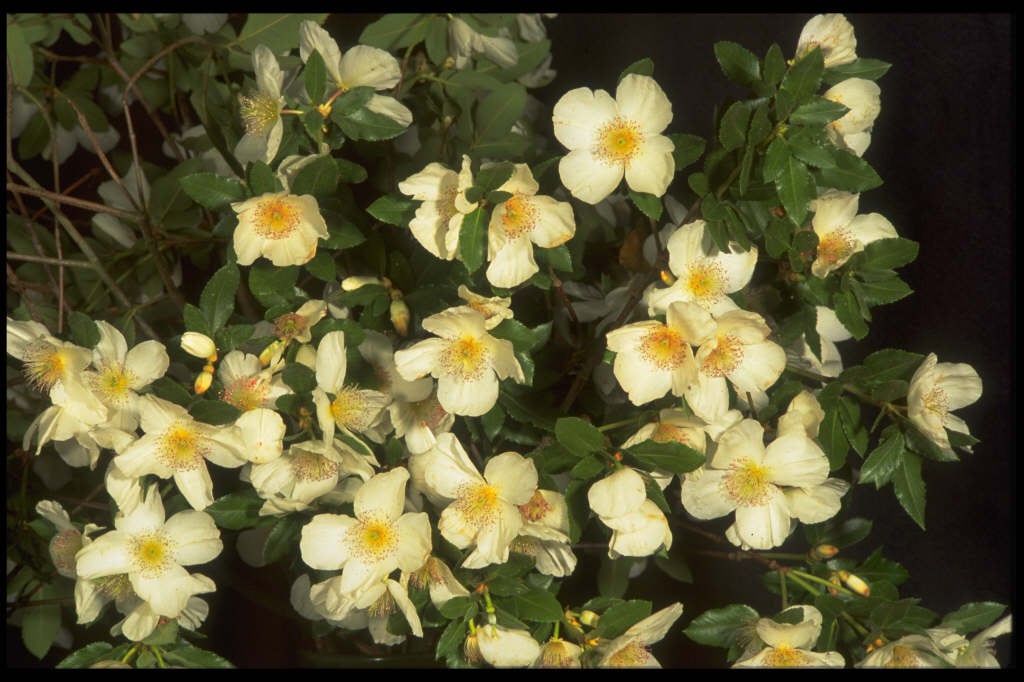 Eucryphia x nymansensis | Nymans eucryphia/RHS Gardening