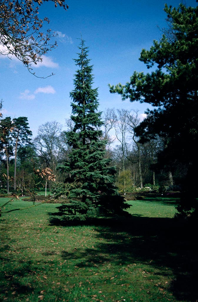 Tsuga mertensiana | mountain hemlock/RHS Gardening