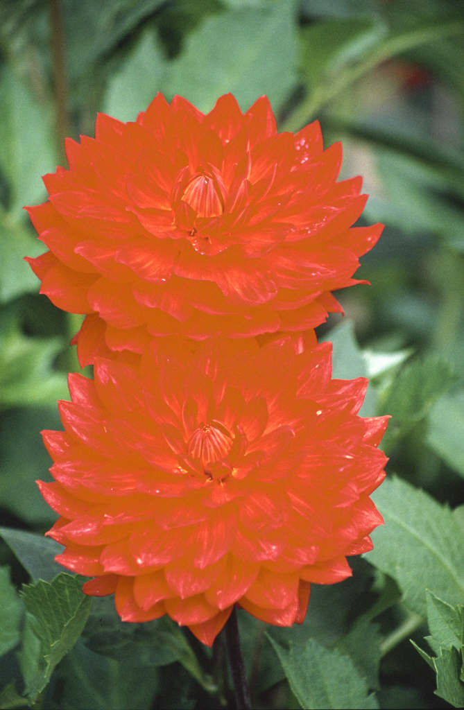 Dahlia 'Taratahi Ruby' (WL) | dahlia 'Taratahi Ruby'/RHS Gardening