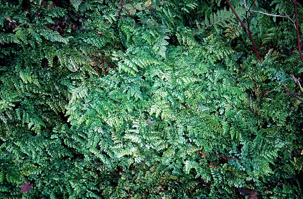 Adiantum venustum | evergreen maidenhair/RHS Gardening