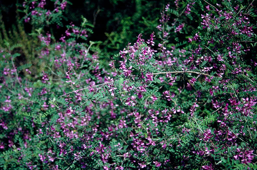 Indigofera heterantha | Himalayan indigo/RHS Gardening