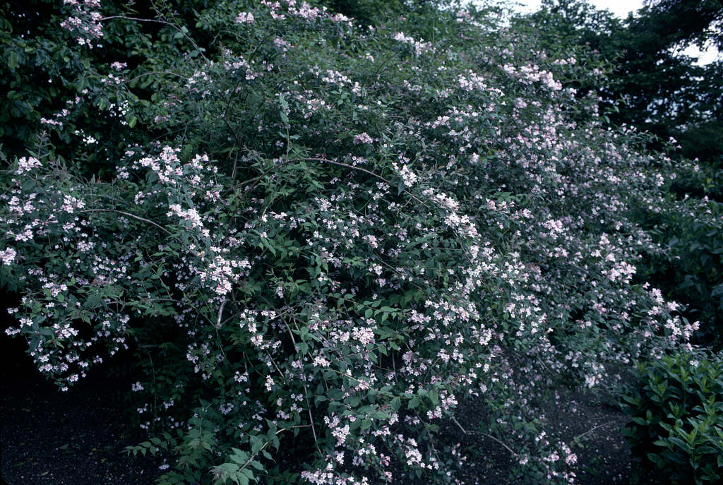 Kolkwitzia amabilis 'Pink Cloud' | beauty bush 'Pink Cloud'/RHS Gardening
