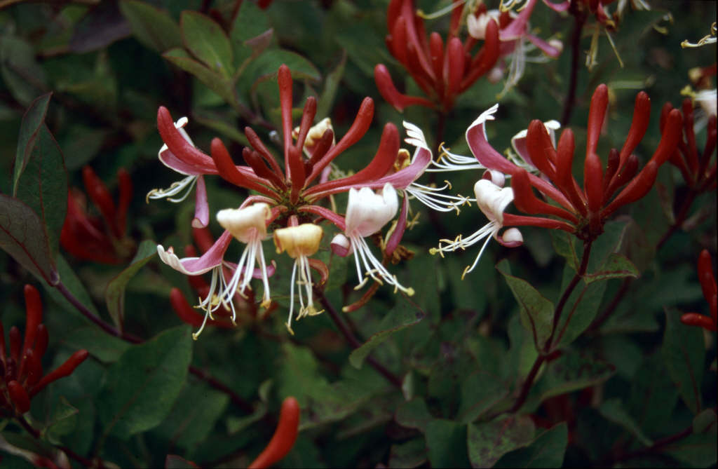 Lonicera Periclymenum Serotina Late Dutch Honeysuckle Climber Wall