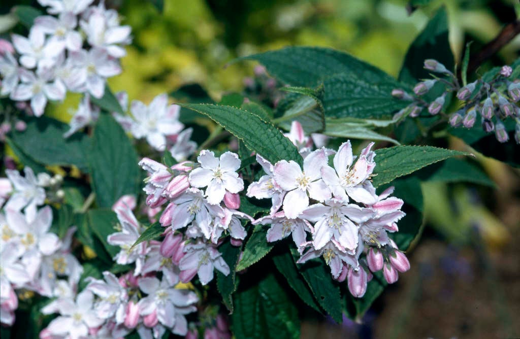 Deutzia - Alchetron, The Free Social Encyclopedia