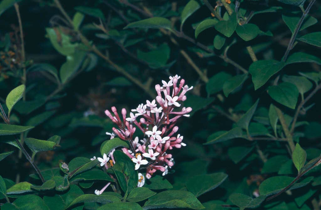 Syringa pubescens subsp. microphylla 'Superba' | very little leaf lilac ...
