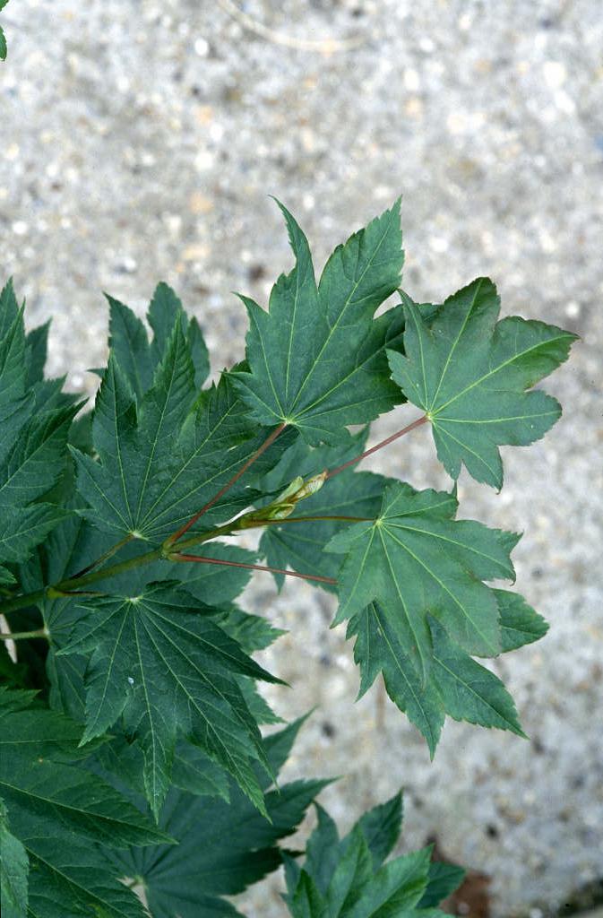 Acer japonicum 'Vitifolium' | downy Japanese maple 'Vitifolium'/RHS ...