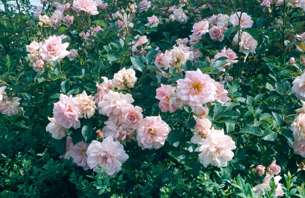 Rosa 'Cornelia' (HM) | rose 'Cornelia'/RHS Gardening