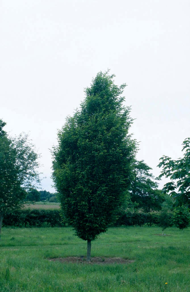 Carpinus betulus 'Fastigiata' | hornbeam 'Fastigiata'/RHS Gardening