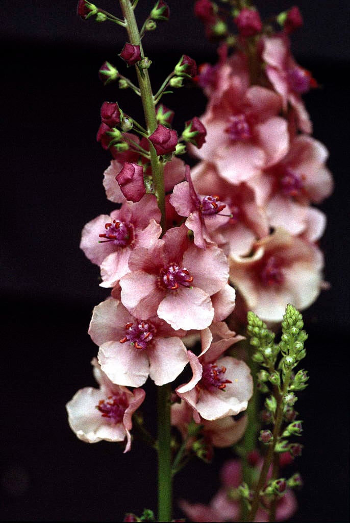 Verbascum &Apricot Sunset& | mullein &Apricot Sunset& Herbaceous ...