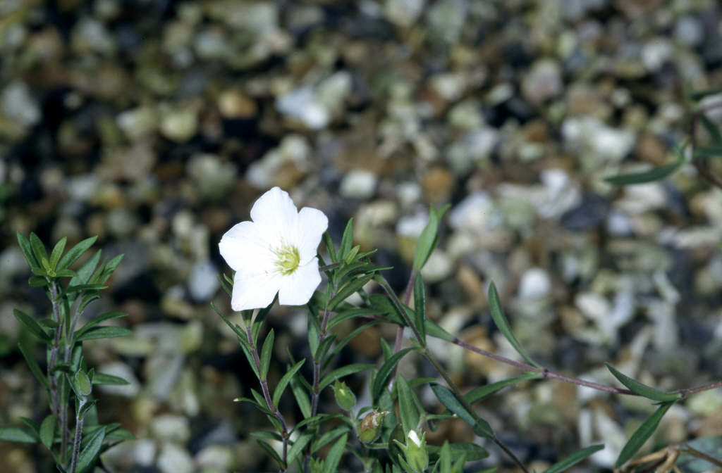 Arenaria montana - Alchetron, The Free Social Encyclopedia
