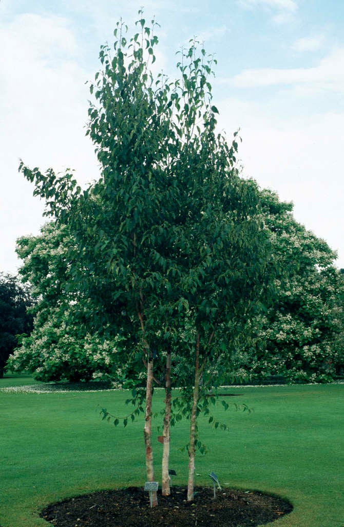 Betula albosinensis var. septentrionalis | northern Chinese red birch ...