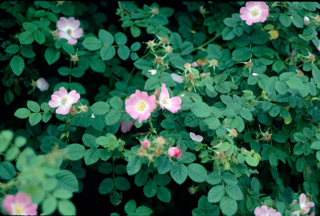 Rosa rubiginosa | eglantine/RHS Gardening