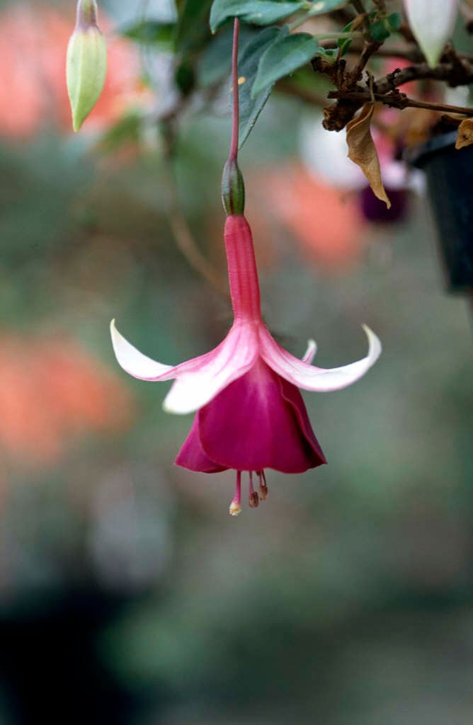 Fuchsia 'La Campanella' (d) | fuchsia 'La Campanella'/RHS Gardening