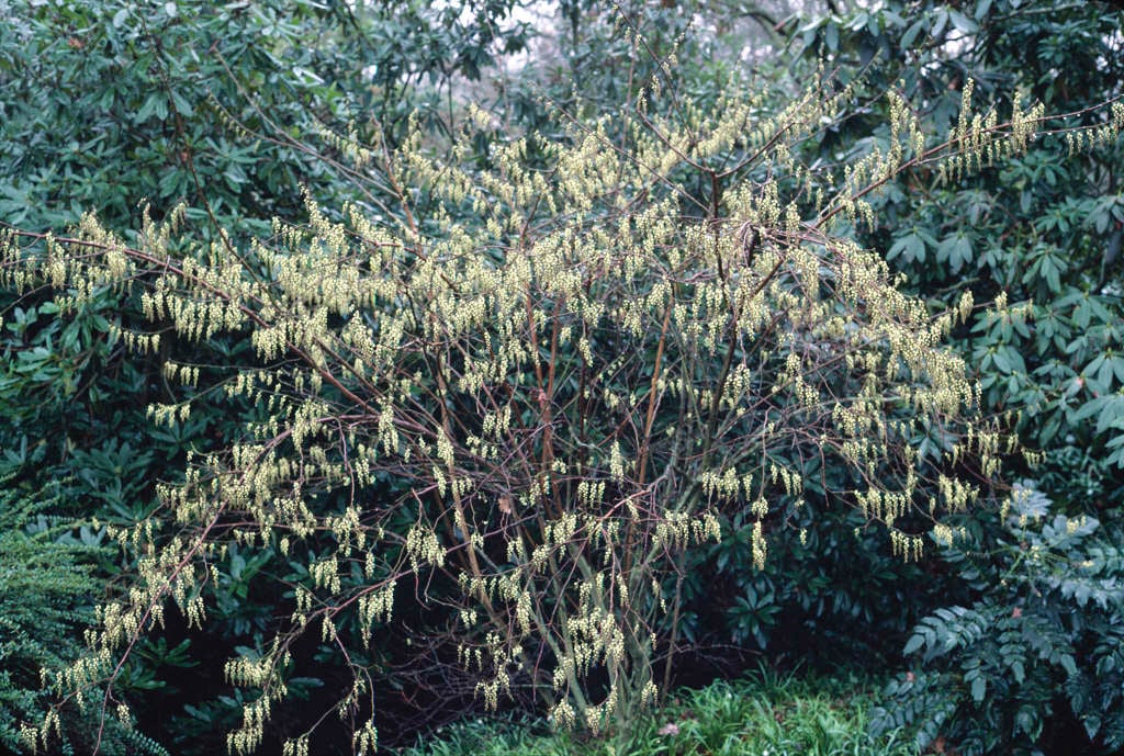 Stachyurus praecox | early stachyurus/RHS Gardening