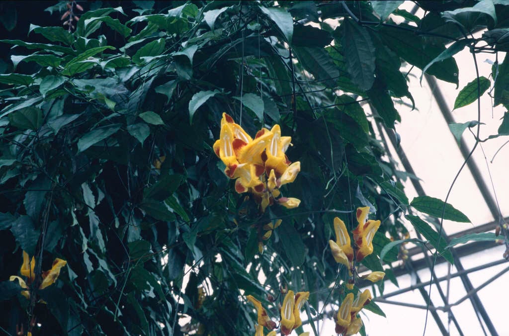 Thunbergia mysorensis (Mysore clock-vine) (Hexacentris mysorensis)