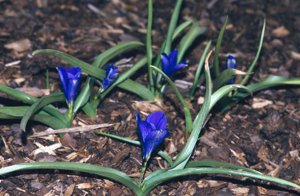 Tecophilaea cyanocrocus | Chilean crocus/RHS Gardening
