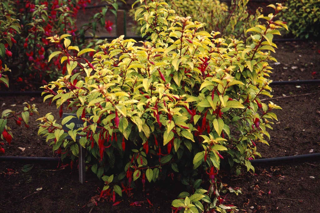 Fuchsia &Genii& | fuchsia &Genii& Shrubs/RHS Gardening
