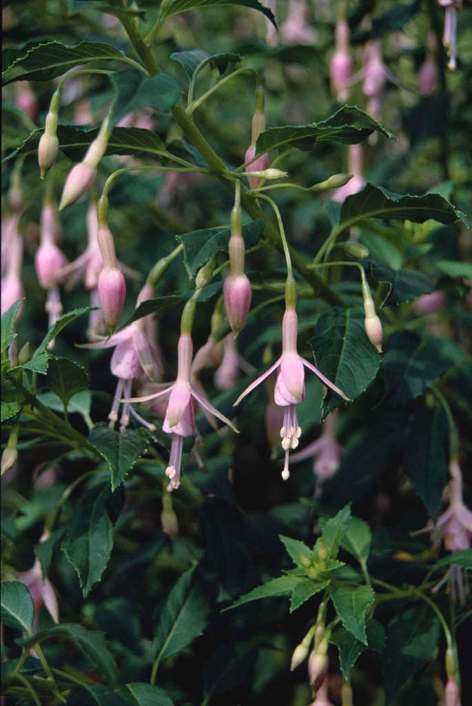 Fuchsia 'Whiteknights Pearl' | fuchsia 'Whiteknights Pearl'/RHS Gardening
