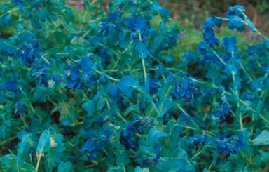 Cerinthe major &Purpurascens& | honeywort &Purpurascens& Annual ...