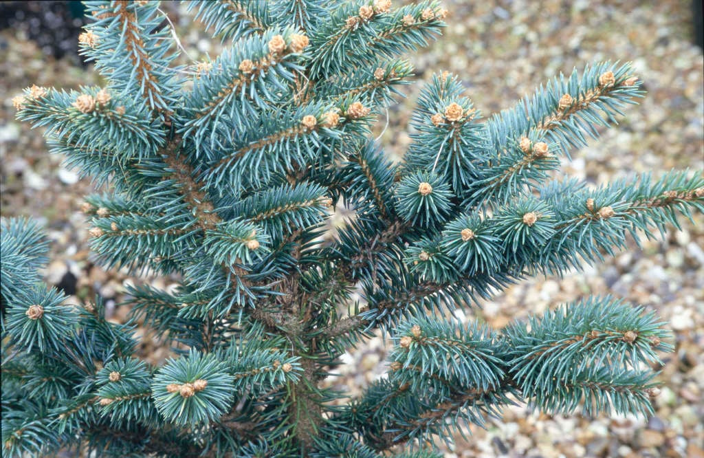 Picea pungens (Glauca Group) 'Hoopsii' | Colorado spruce 'Hoopsii'/RHS ...