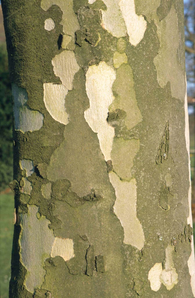 Platanus x hispanica | London plane/RHS Gardening
