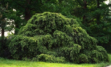 Tsuga Canadensis Pendula