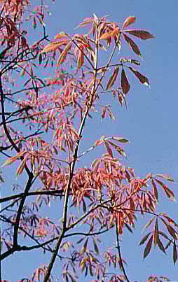 Aesculus × neglecta &Erythroblastos& | Caroline horse chestnut ...