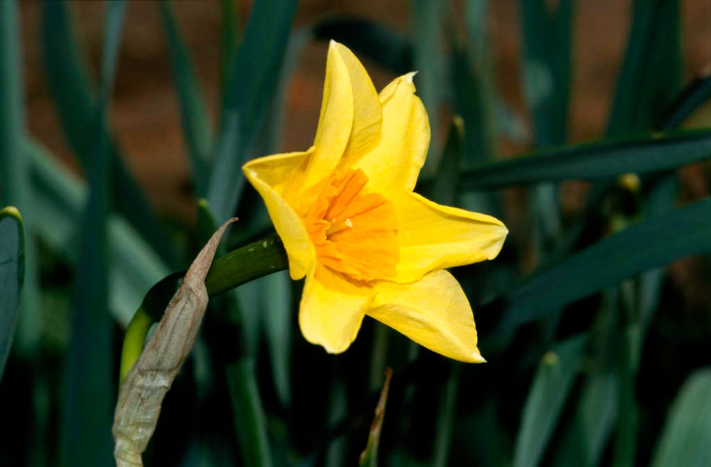 Narcissus jonquilla &Suzy& | jonquil &Suzy& Bulbs/RHS Gardening