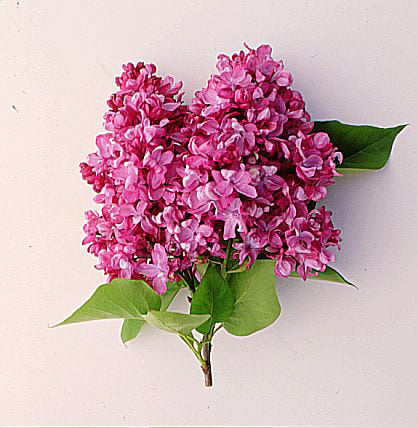Syringa vulgaris &Mrs Edward Harding& (d) | lilac &Mrs Edward Harding ...