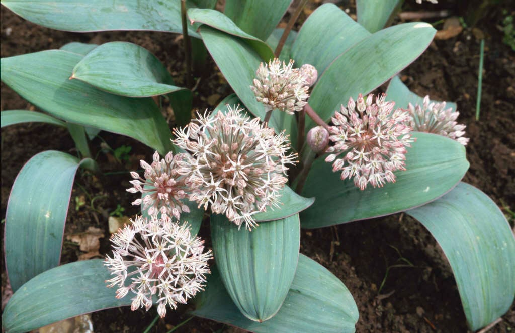 Allium karataviense | Kara Tau garlic Bulbs/RHS Gardening