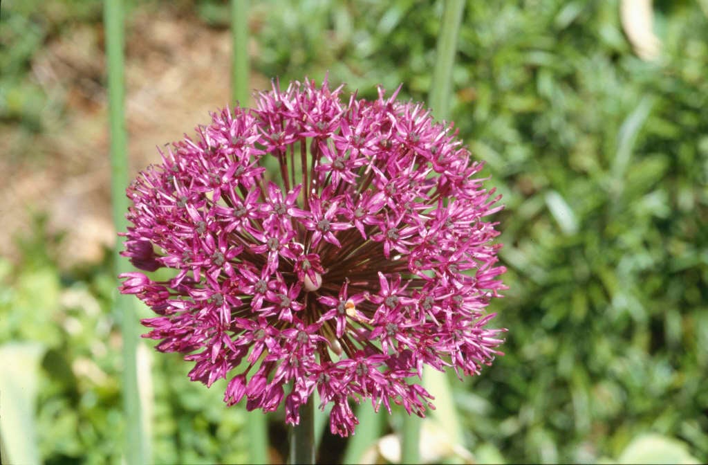Allium hollandicum 'Purple Sensation' | Dutch garlic 'Purple Sensation ...