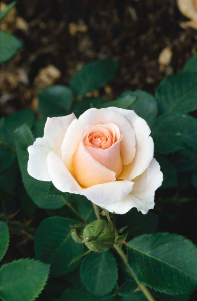 Rosa Pretty Lady (&Scrivo&) (F) | rose [Pretty Lady] Roses/RHS Gardening