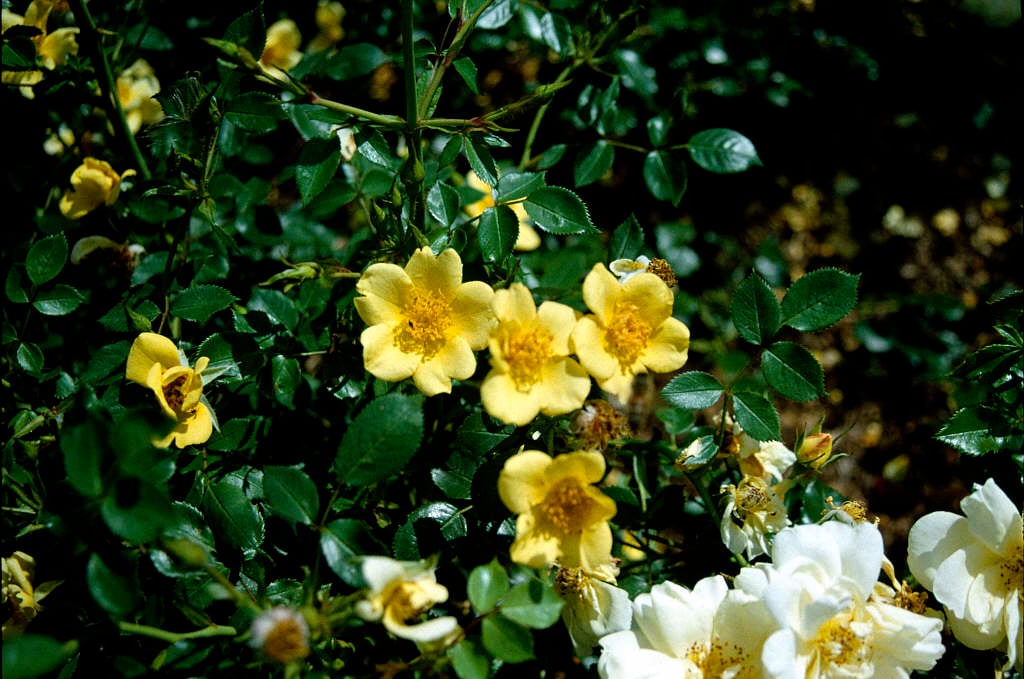 Rosa [Baby Love] = 'Scrivluv' (PBR) (Min/Patio) | rose [Baby Love]/RHS ...