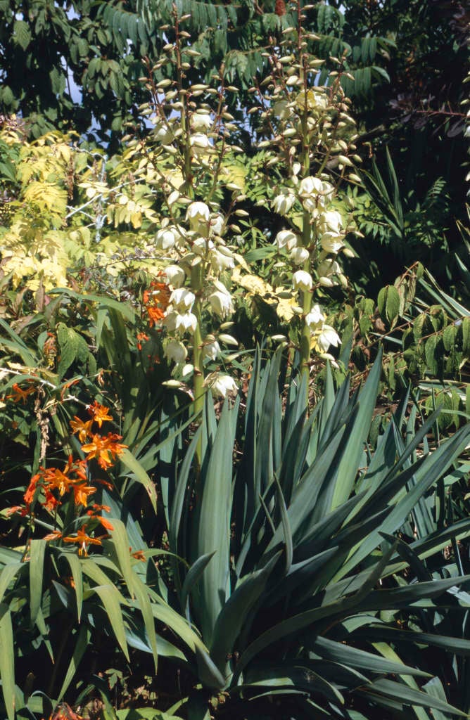 Yucca gloriosa | Spanish dagger Shrubs/RHS Gardening