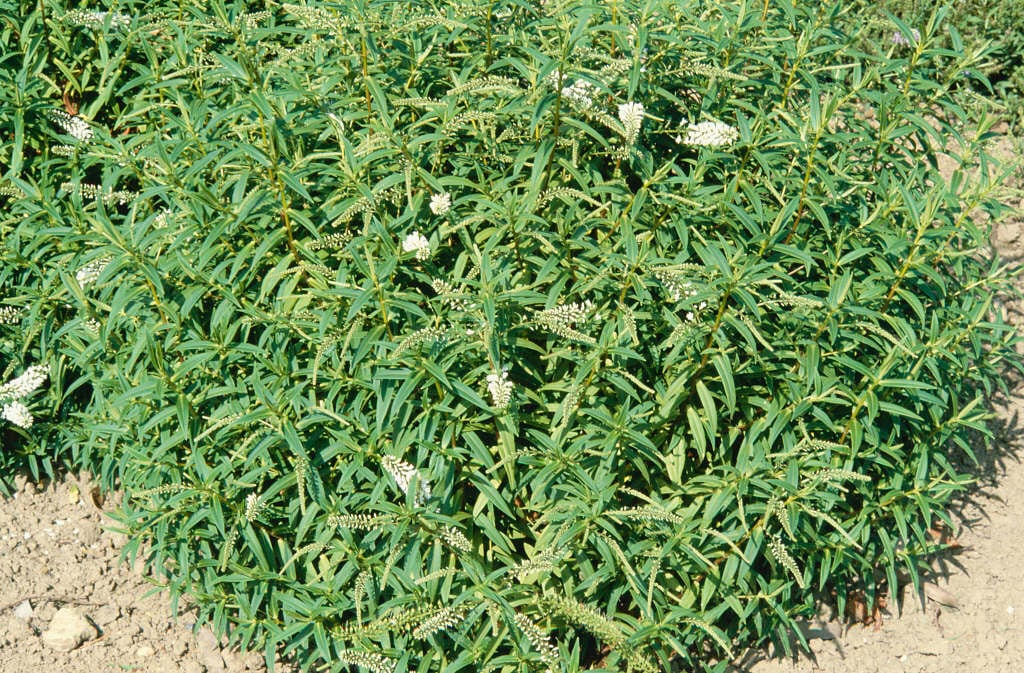 Hebe salicifolia | koromiko/RHS Gardening