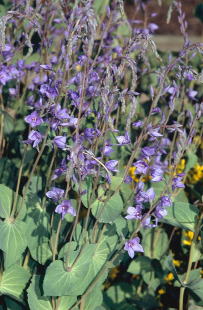 Parahebe perfoliata | Digger&s speedwell Herbaceous Perennial/RHS Gardening