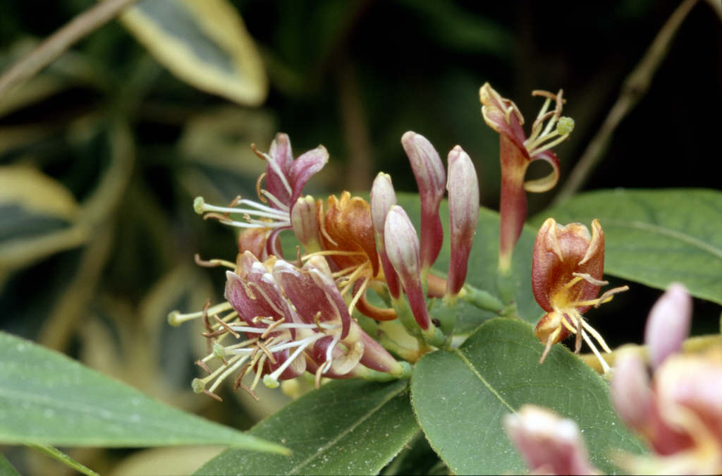 Lonicera Henryi Henry s Honeysuckle Lonicera Henryi Henry s Honeysuckle