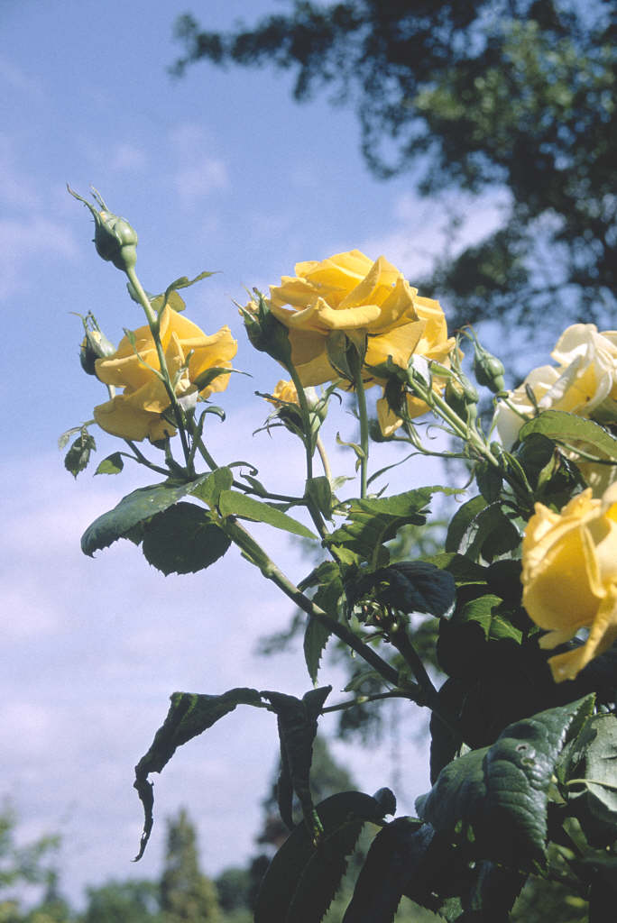 Rosa [Golden Wedding] = 'Arokris' (F) | rose [Golden Wedding]/RHS Gardening