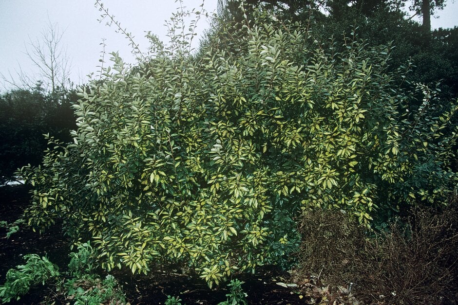 Elaeagnus × submacrophylla &Limelight& (v) | oleaster &Limelight ...
