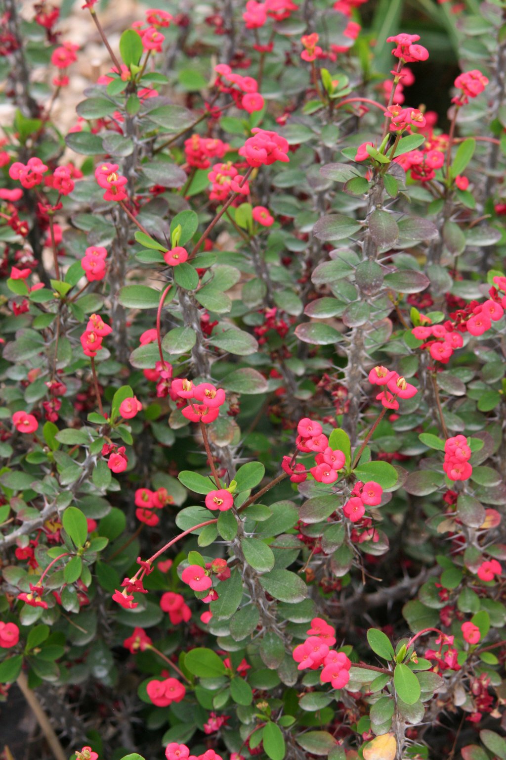 Euphorbia milii | Christ plant/RHS Gardening