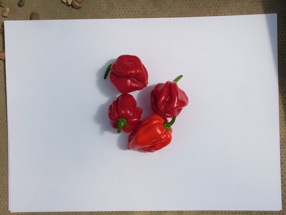 Capsicum chinense (Habanero Group) &Caribbean Antillais& | chilli ...