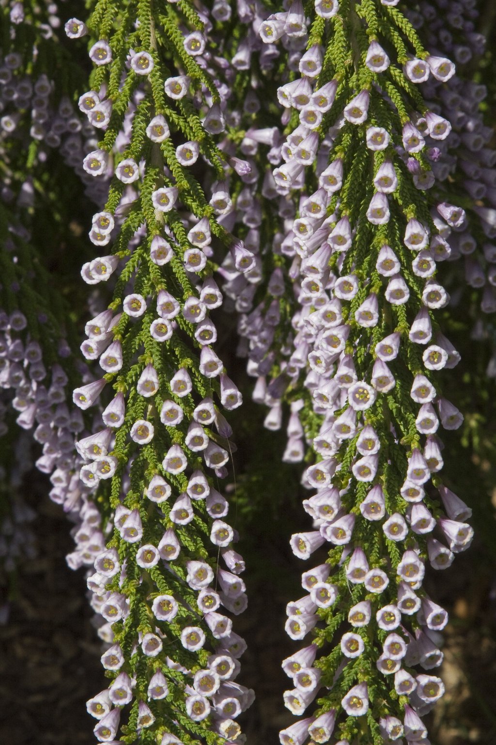 Fabiana imbricata f. violacea | violet pichi/RHS Gardening