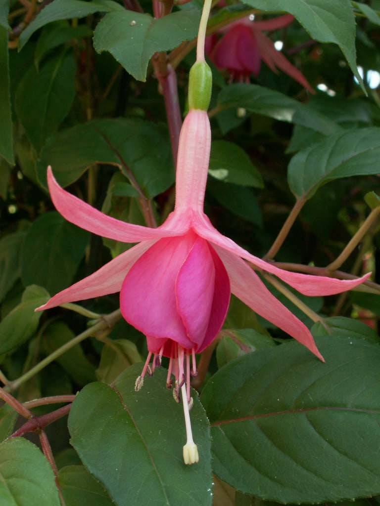 Fuchsia &Jack Shahan& | fuchsia &Jack Shahan& Shrubs/RHS Gardening