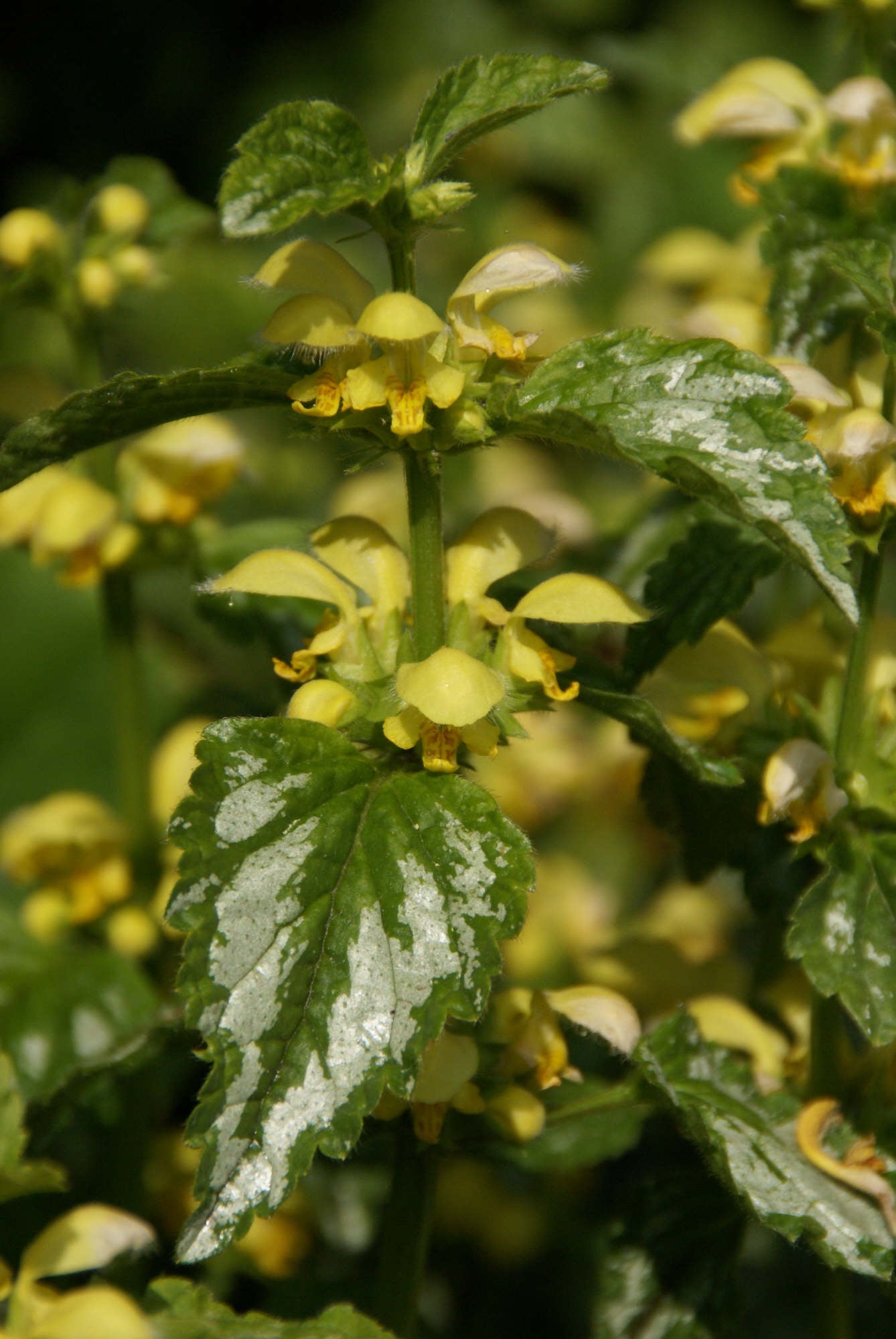 Lamium galeobdolon &Florentinum& (v) | yellow archangel &Florentinum ...