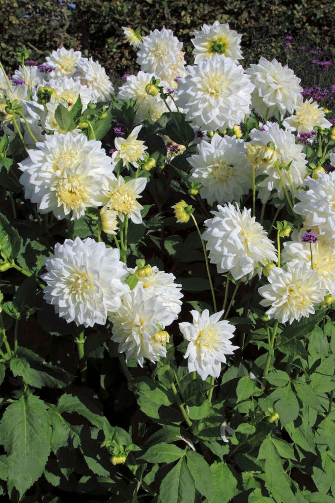 Dahlia 'White Alva's' (D) | dahlia 'White Alva's'/RHS Gardening