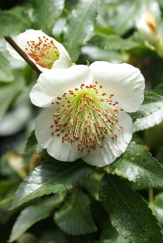 Eucryphia glutinosa | brush bush/RHS Gardening