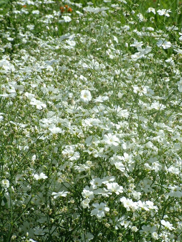 Gypsophila elegans 'Covent Garden' | /RHS Gardening