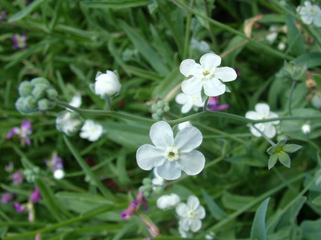 Omphalodes linifolia - Alchetron, The Free Social Encyclopedia