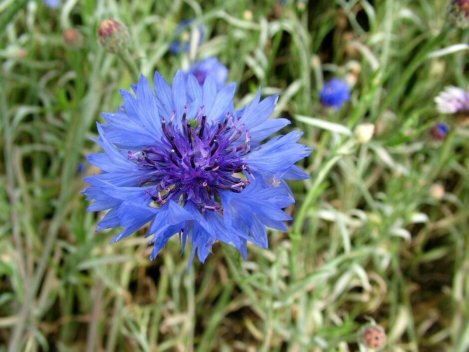 Centaurea cyanus &Blue Diadem& | Annual Biennial/RHS Gardening