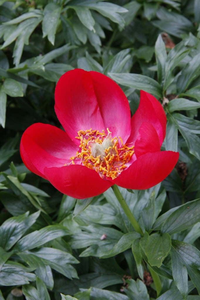 Paeonia peregrina 'Otto Froebel' | peony 'Otto Froebel'/RHS Gardening
